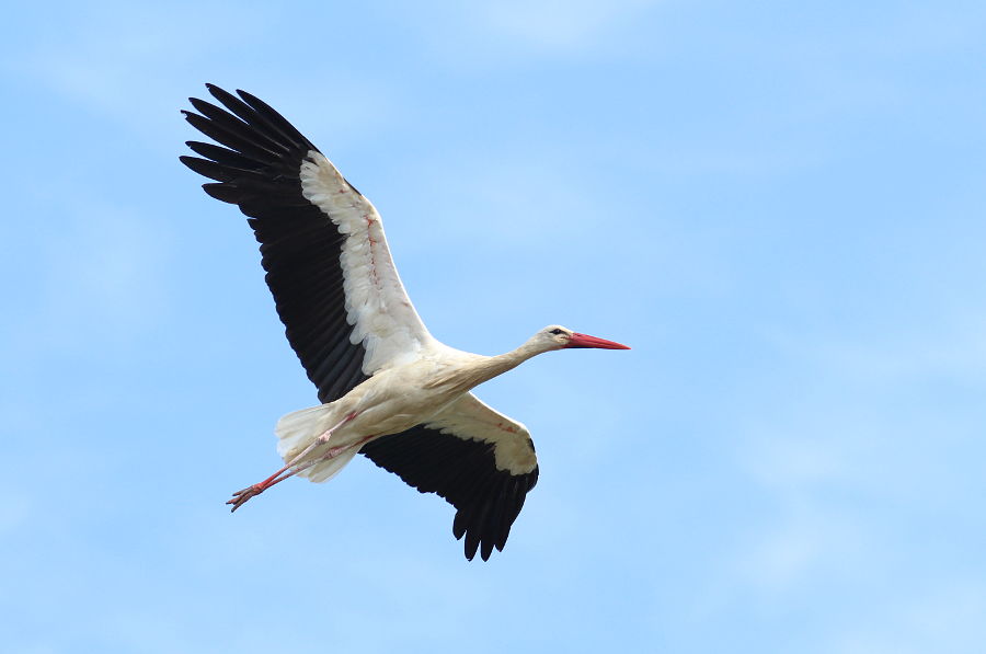 @birdingdad: British White Storks?