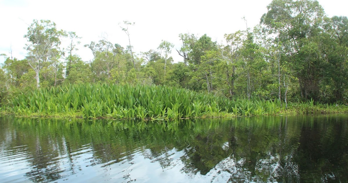 NB Photographer: Jenis Tumbuhan di Rawa Singkil