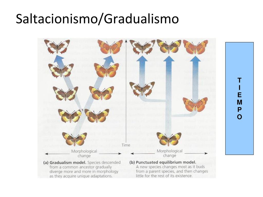 5. Novas teorías evolucionistas.