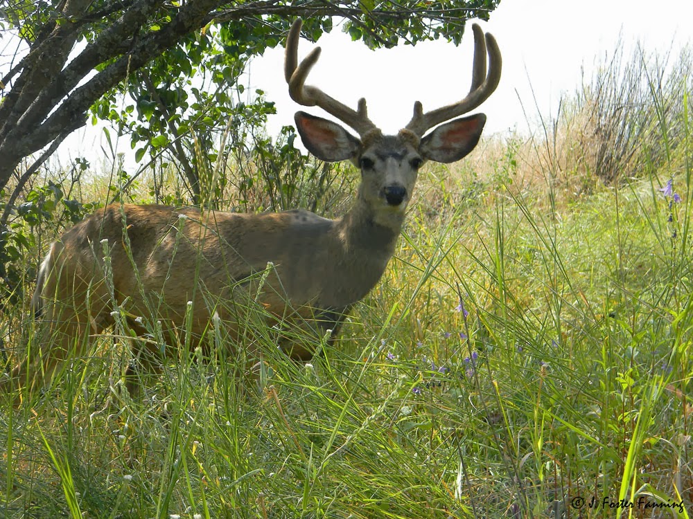 J. Foster Fanning - Photography: Wildlife...