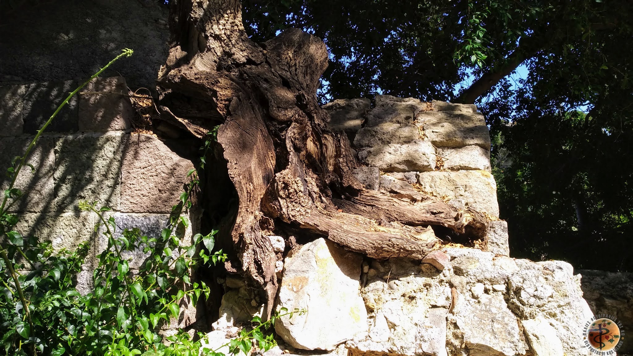 Root wedging σε ιστορικό μνημείο;