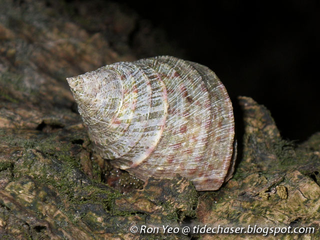 tHE tiDE cHAsER: Periwinkles (Phylum Mollusca: Family Littorinidae) of ...