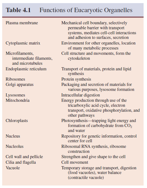 Microbiology Notes: Eucaryotic Cell Structure and Function