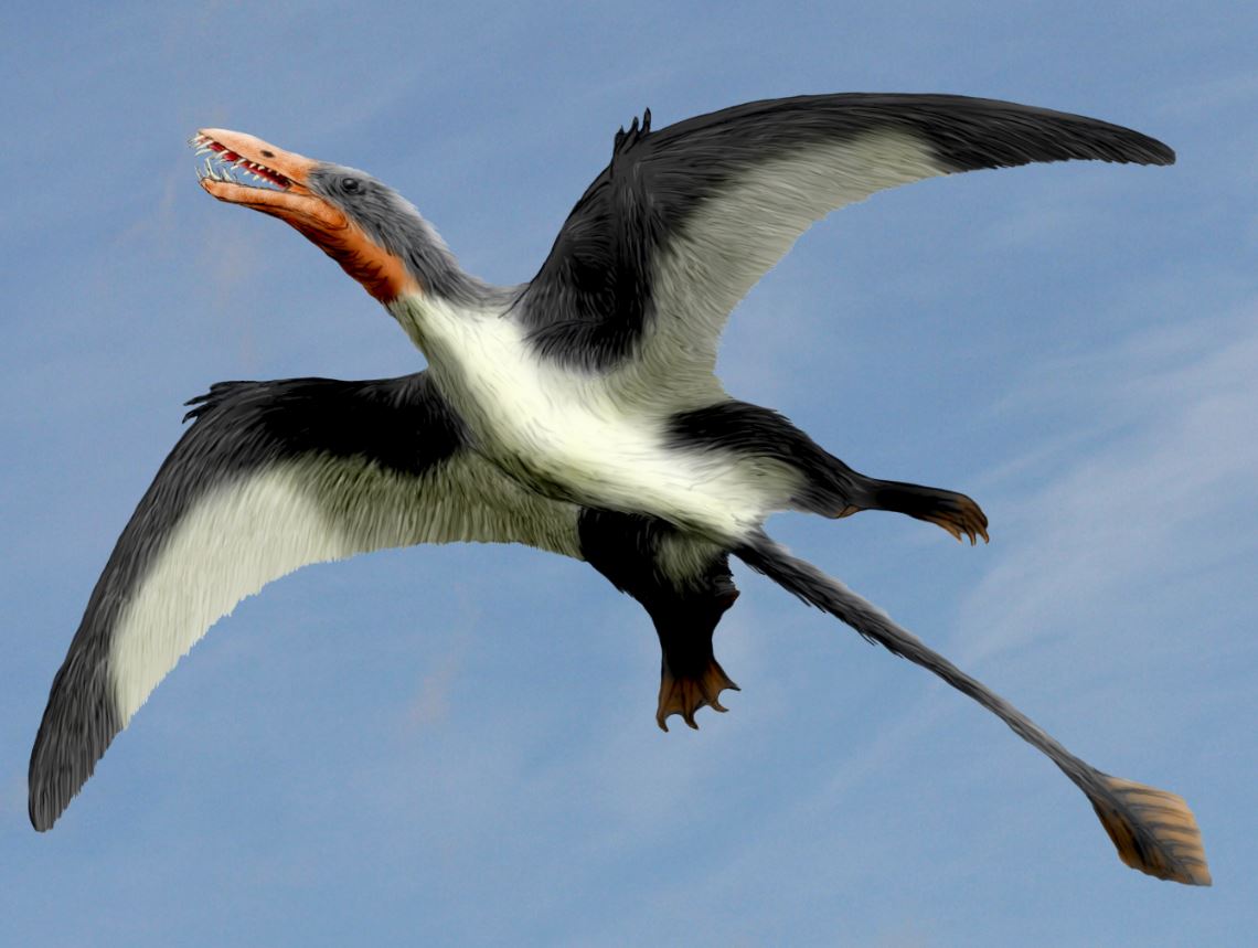 a mesozoic field guide: Pterosaurs of the Jurassic