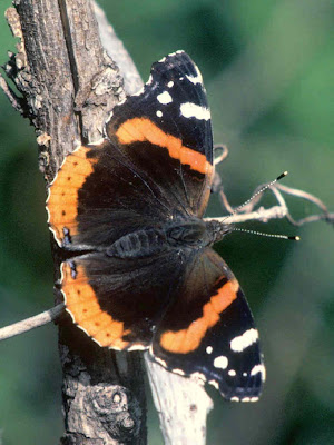 northeast naturalist: Red Admirals