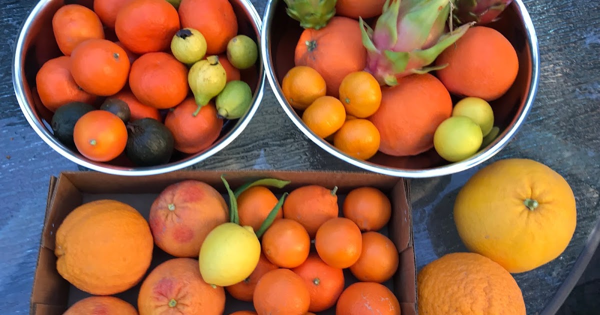 Gardening : January fruits of Sacramento Valley