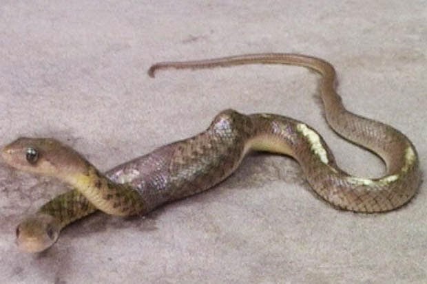 DawarinaijaBlog: Mysterious Snakes, Bees Fight Boko Haram Members In ...