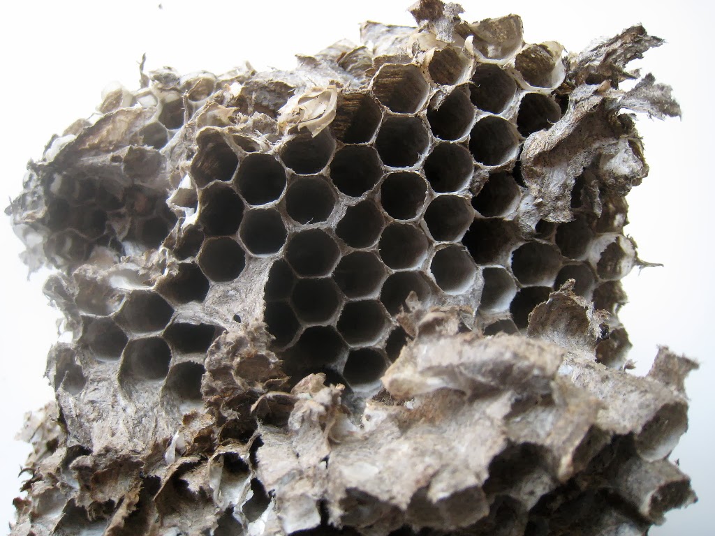 Maynard Life Outdoors and Hidden History of Maynard: 2013