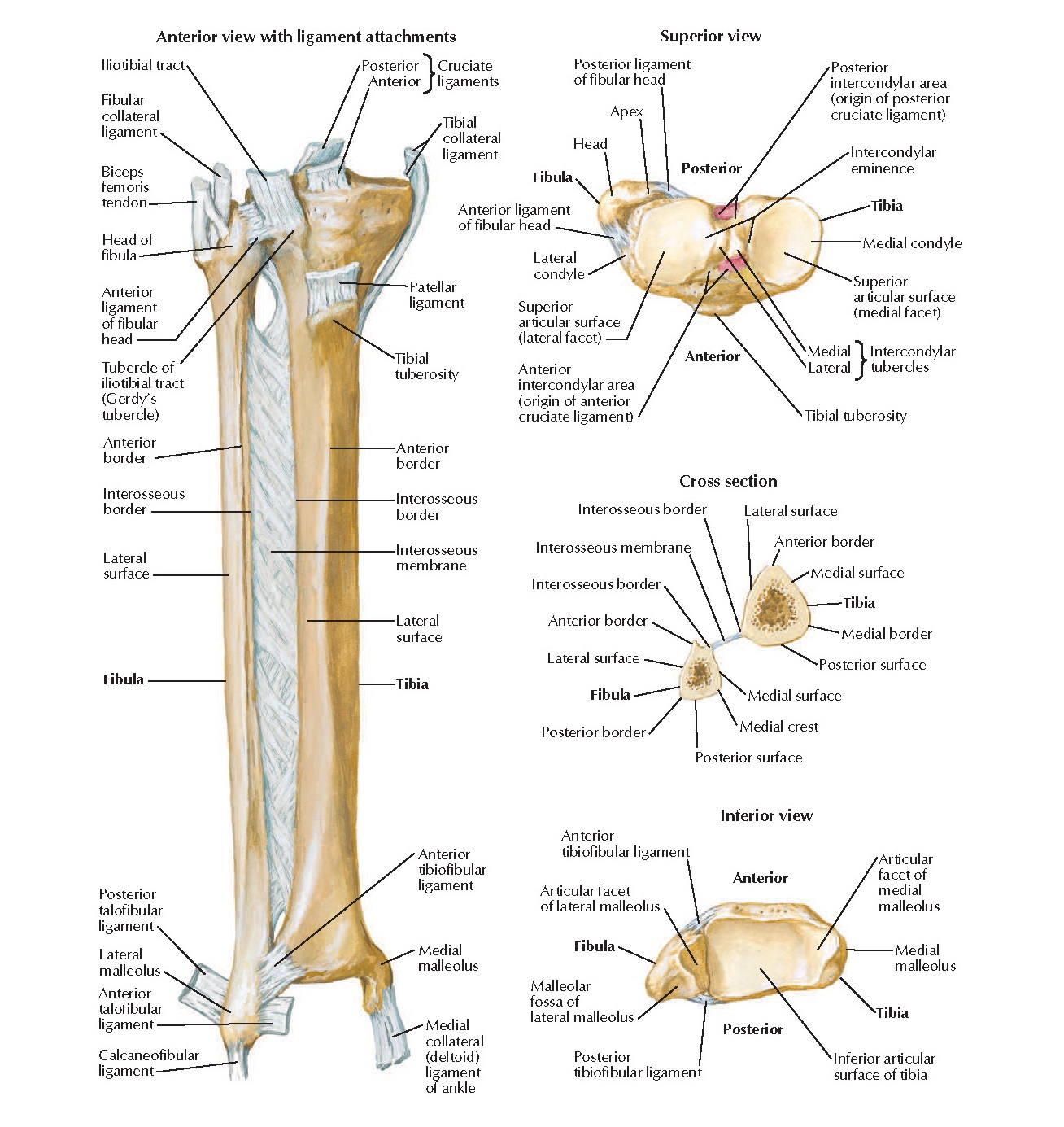 Tibia and Fibula Anatomy - pediagenosis