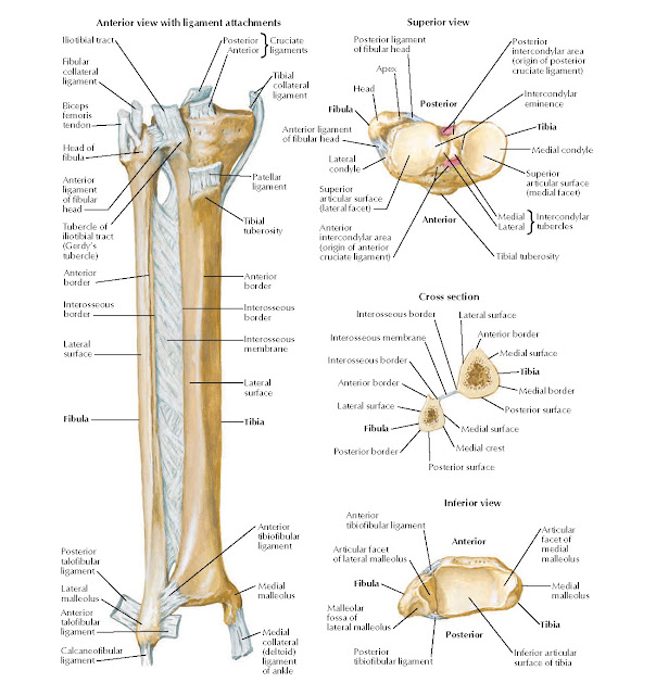 Tibia and Fibula Anatomy - pediagenosis