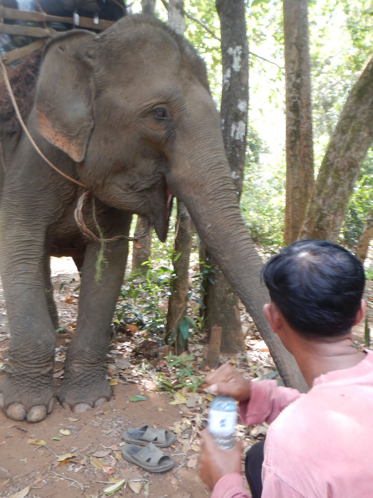 Hitting my Head with a Hammer: Borneo New