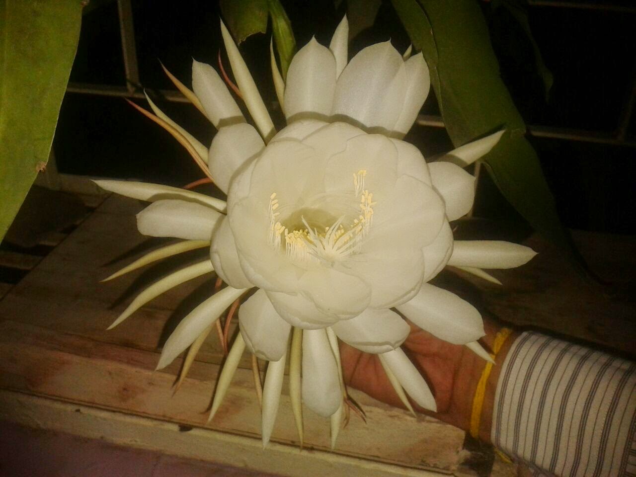 Garden Care Simplified: Wonderful video of Brahma Kamal spiritual ...