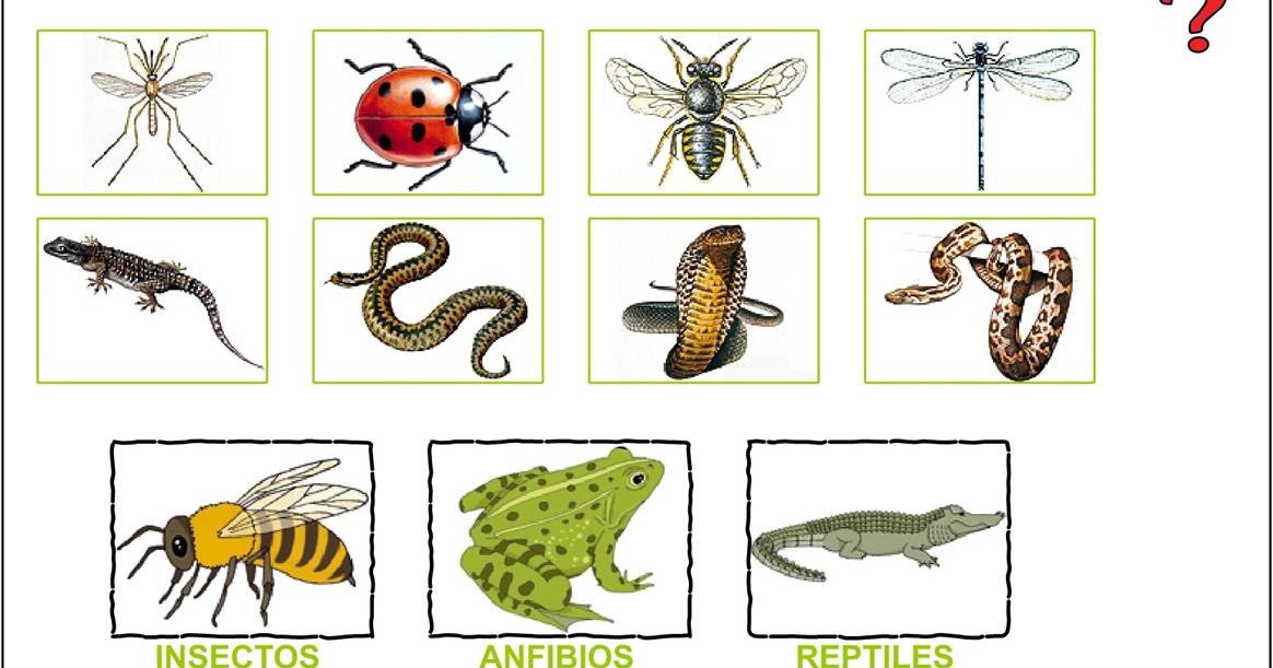 Colegio José Calderón: Anfibios, reptiles e insectos, 2ª parte