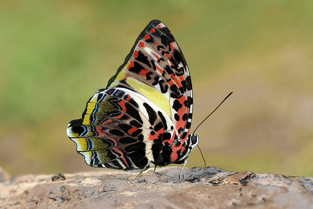 Agatasa calydonia | BugsAlive