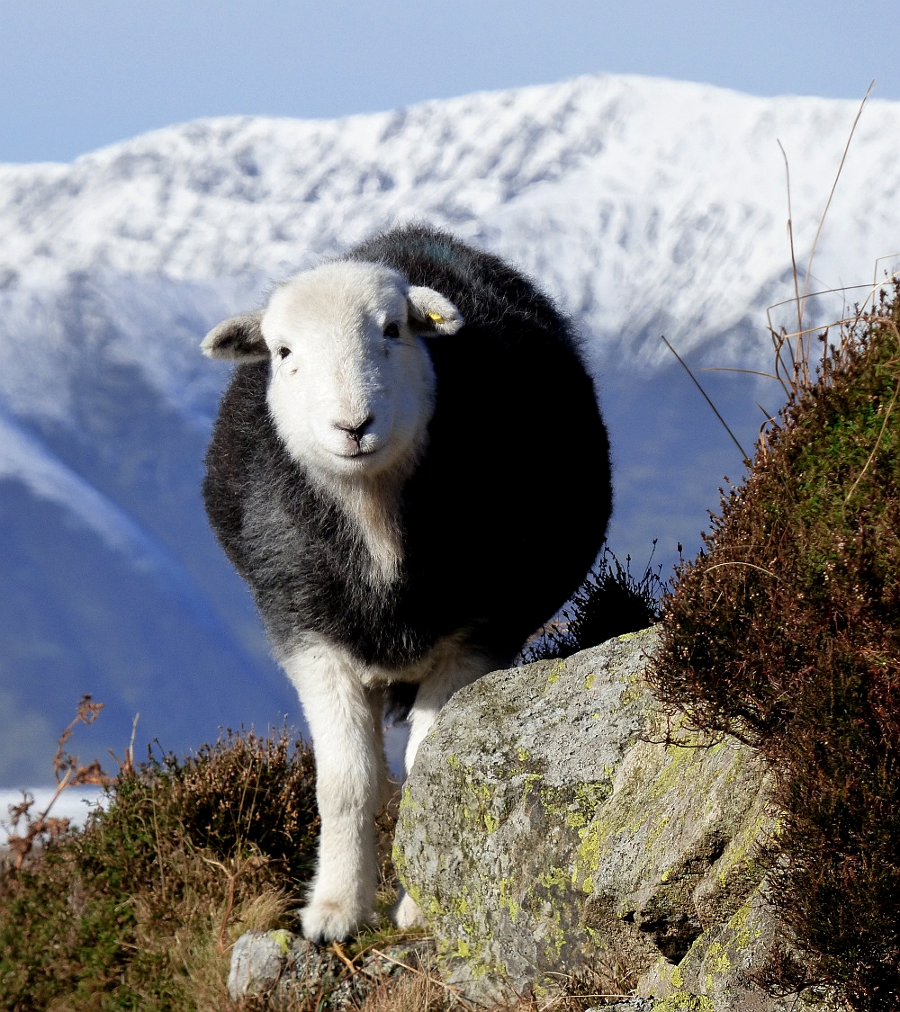 Cumbria Wildscapes: Herdwick Sheep