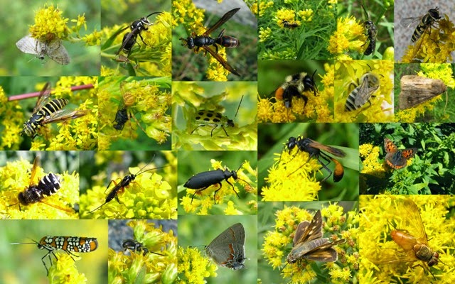 Pollinators: Butterfly Pollination