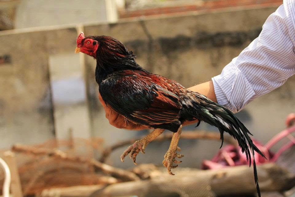 Aseel Information Medicines And Sale Point: Amroha Aseels