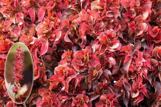 Acalypha wilkesiana Müll.Arg.