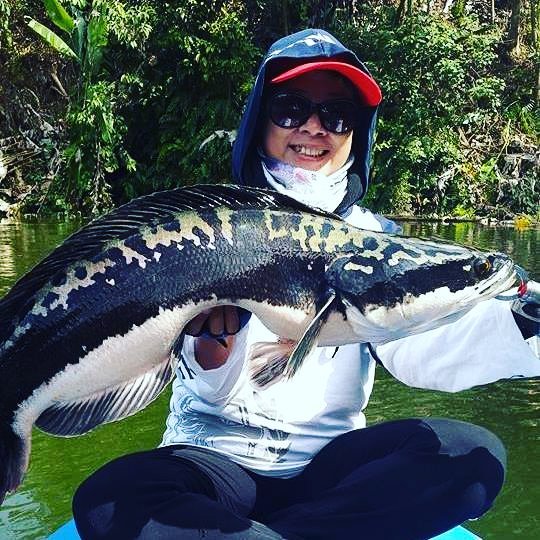 Ikan Toman Harimau - MARKIMAN | Mari Kita Mancing