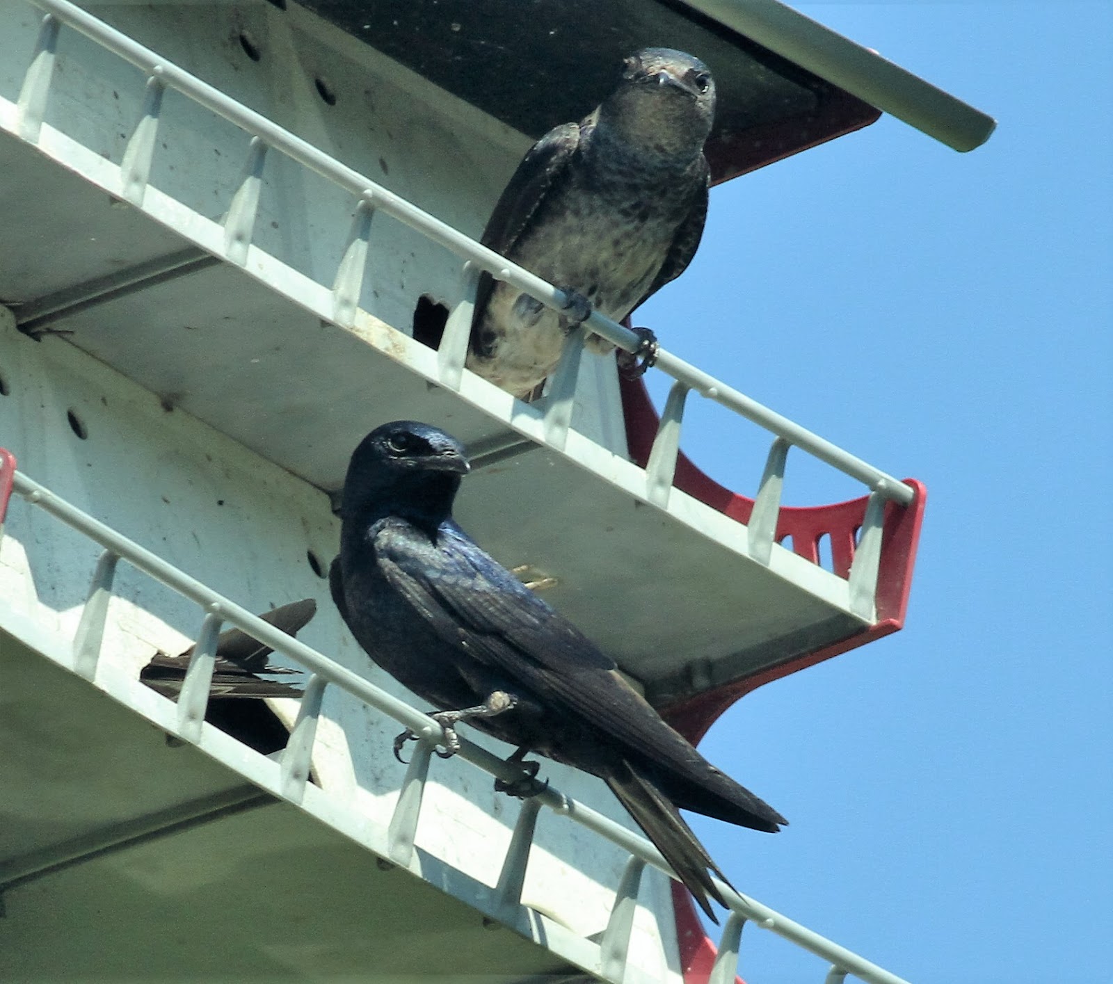 Paul's US Birding Blog: Purple Martin colony, Ulster County - 22nd June