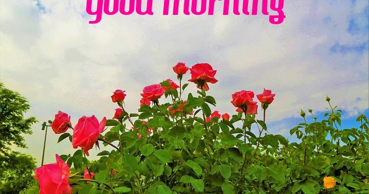 Top 10 Good Morning Images greating Pictures,Photos for Whatsapp - Good ...