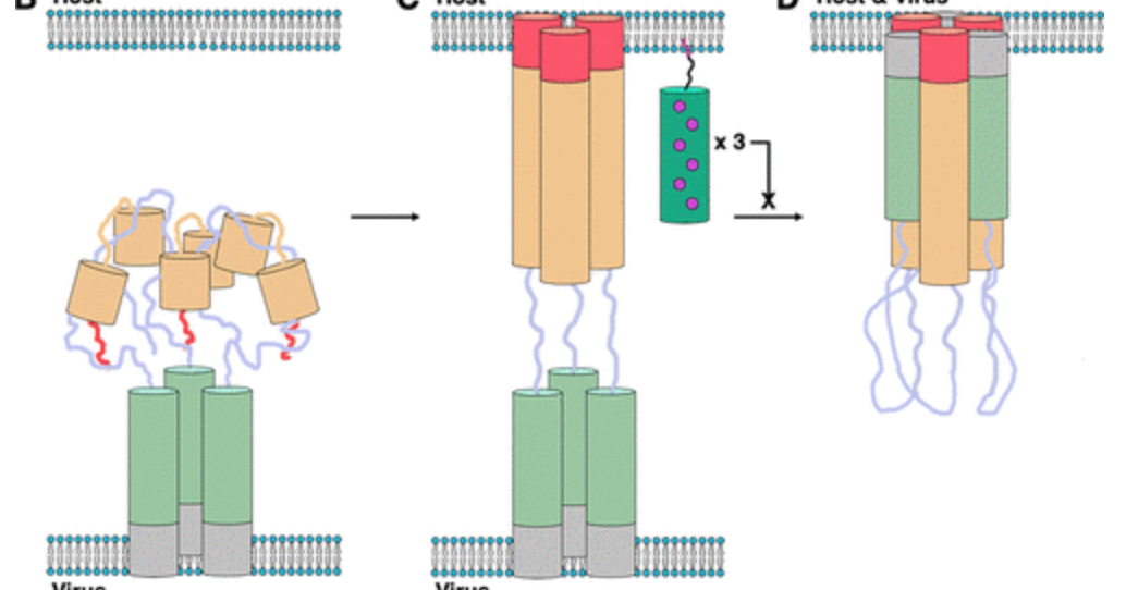 Colgate Virology And Immunology Blog Potentially Killing Two Viruses