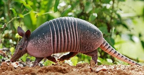 PLAAN : Carachupa - Dasypus novemcinctus