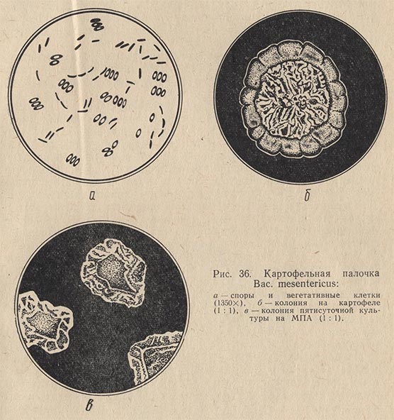 Всё о бегониях и не только...: Картофельная палочка (Bacillus ...