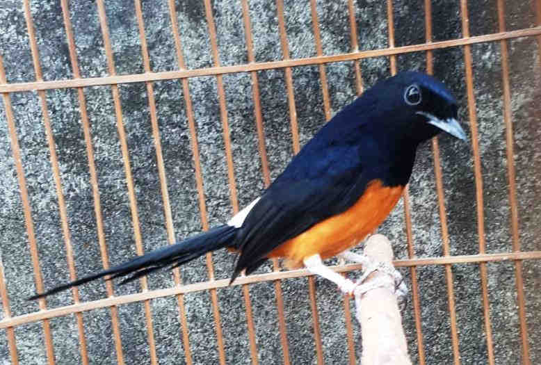 Mengenal Jenis-jenis Burung Murai Batu - tasjoe.com