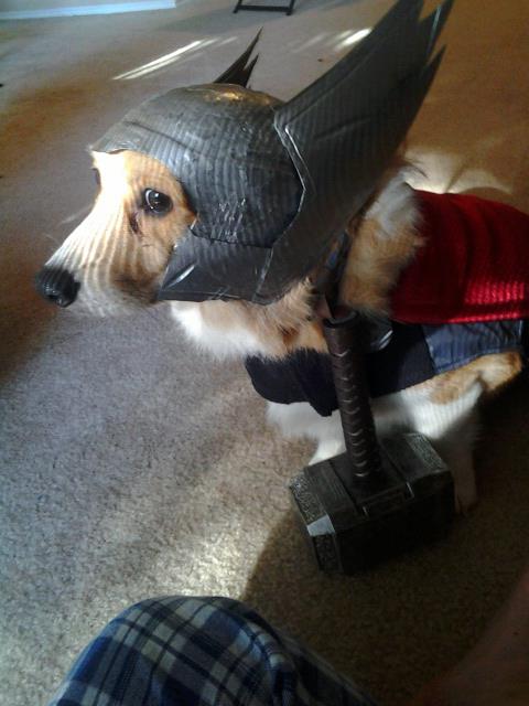 Marvel Discovery: Thorgi = Thor + Dog