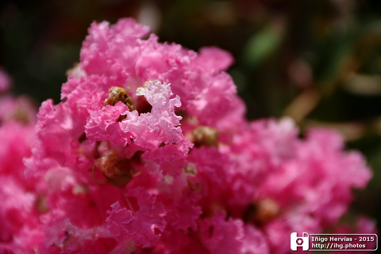 El blog de Hayawata: La flor del júpiter (2)