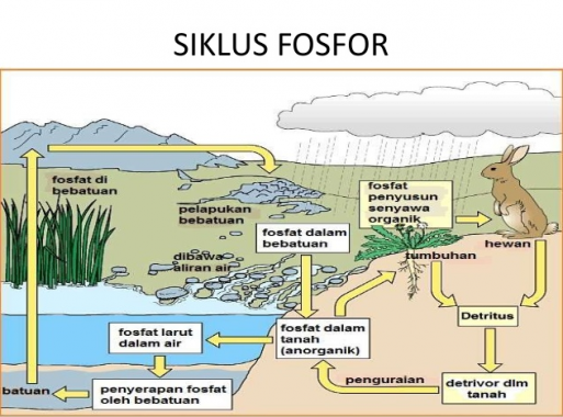 BIOLOGI SMA: SIKLUS AIR, SULFUR DAN FOSFOR