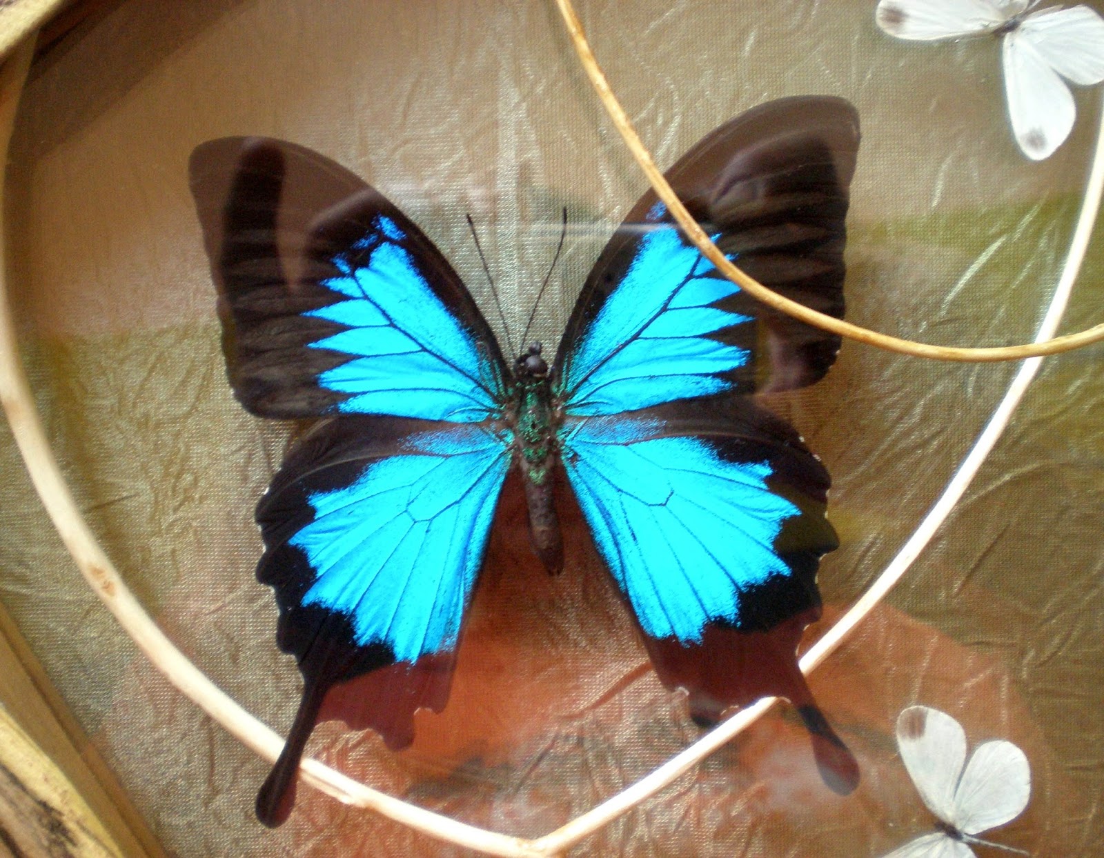 Fluturi Inramati : O lucrare pentru aniversarea unui bun prieten de pe ...