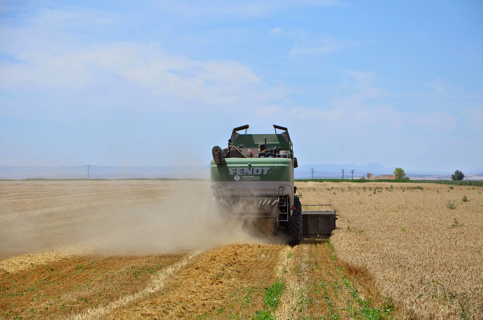Harvesting estero wheat with the Fendt 6300C Combine