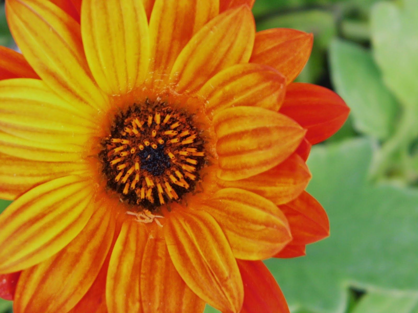 One Mother Hen: Hello Spring! September garden