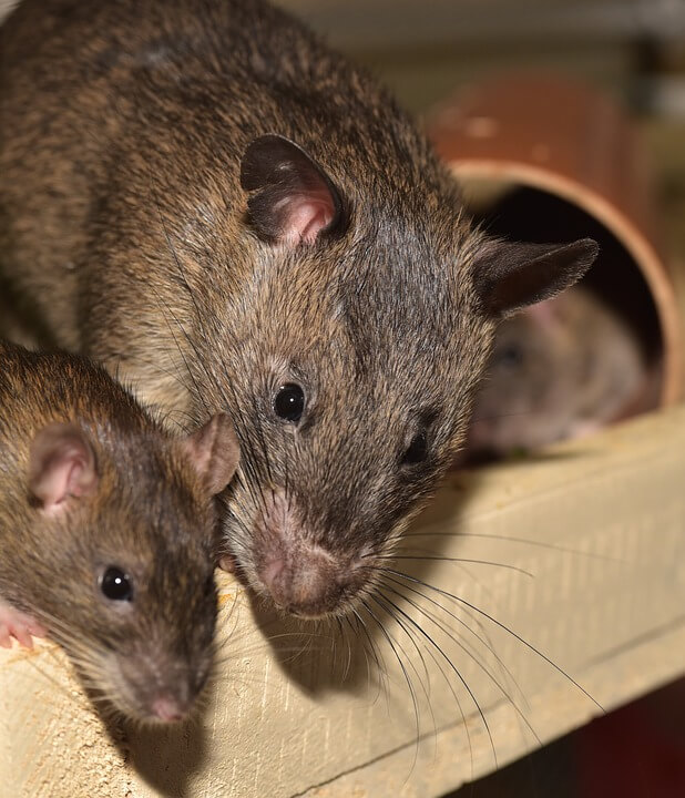 World first case outbreak in infected human from rat - HAFR