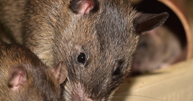 World first case outbreak in infected human from rat - HAFR