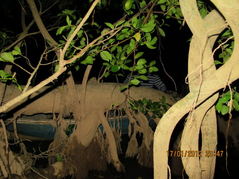 BERSAMA MAZIDUL: POKOK JEJAWI