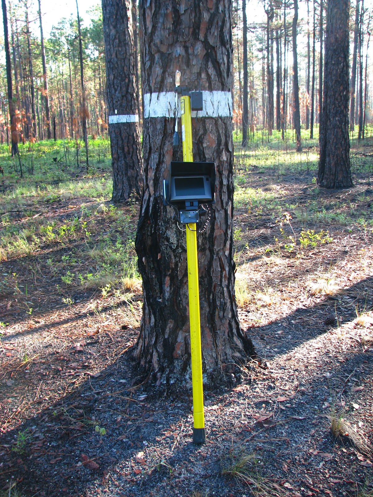 Tales From a Wandering Albatross: How to Peep a Red-Cockaded Woodpecker