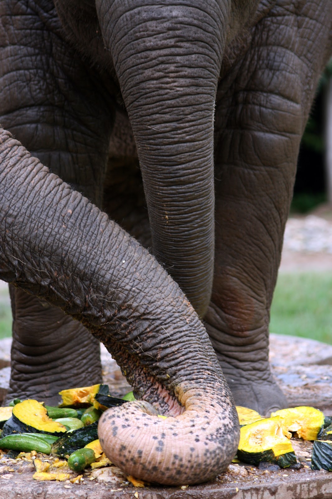 Extravagation: Elephunk