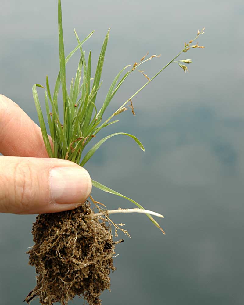 Čaj od pirevine za miome - recept i prednosti - Moj ciklus