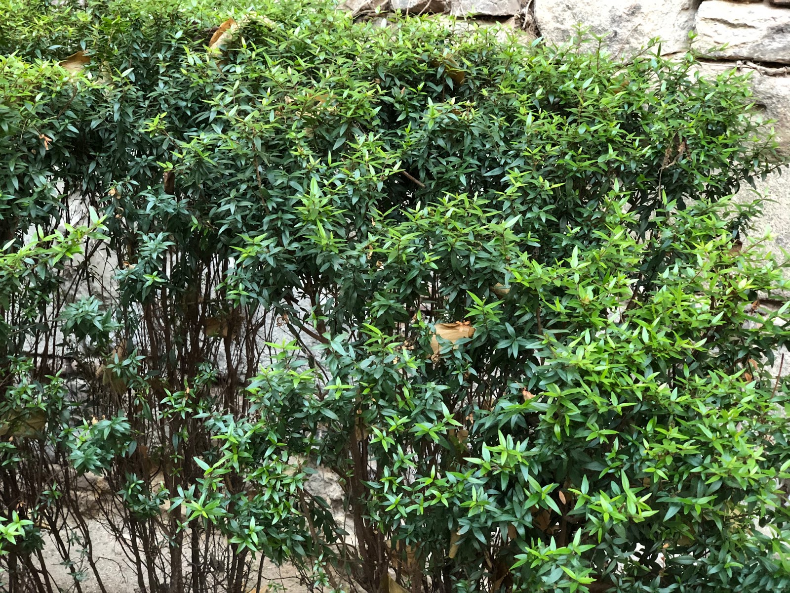 Jardín nazarí: Arrayán (Myrtus communis L.)