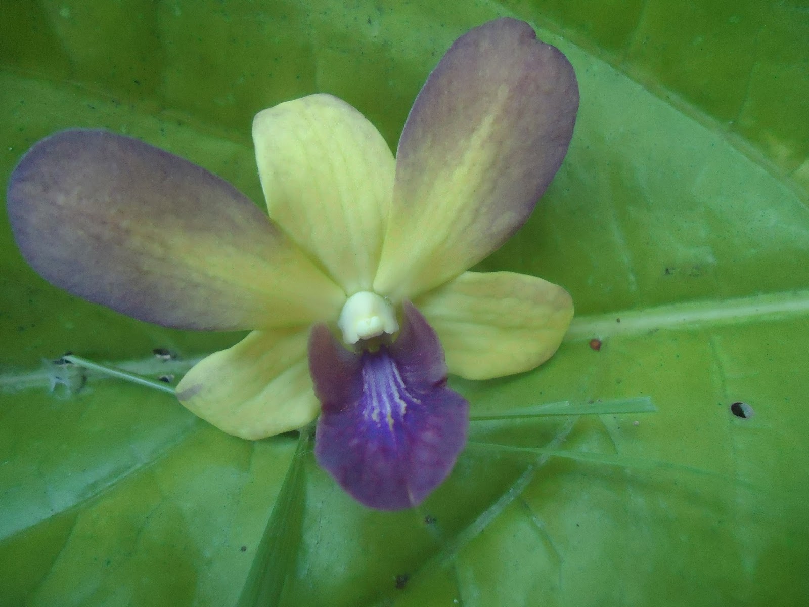 Bunga Anggrek Dendrobium Kuning Coklat Tersenyum - Rumah Daun Muda