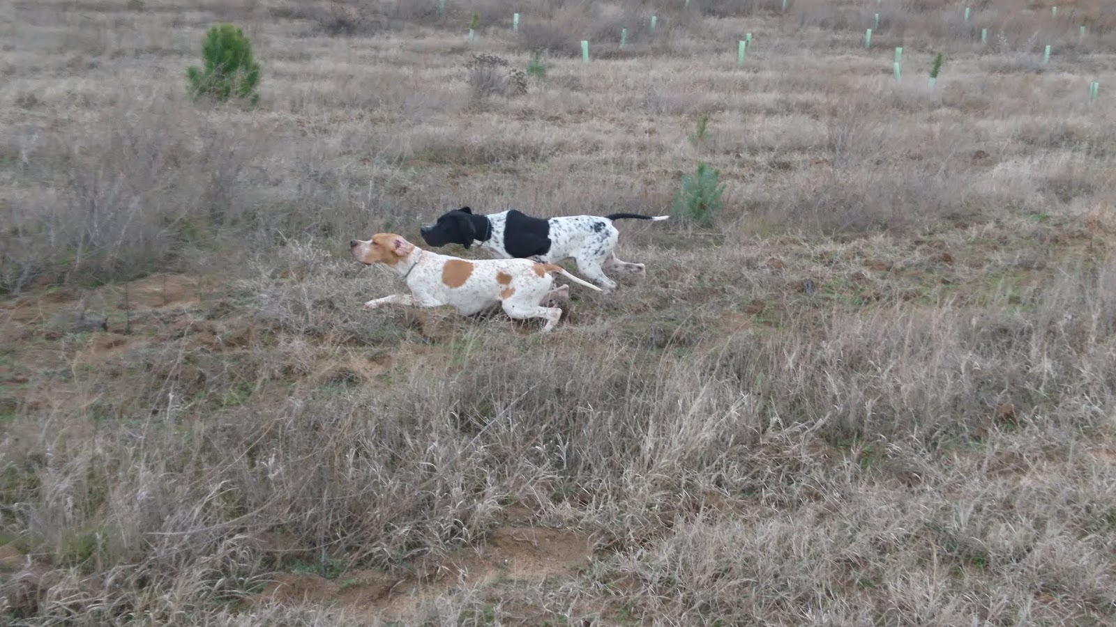 POINTER D'ALBENSE: HEMBRAS