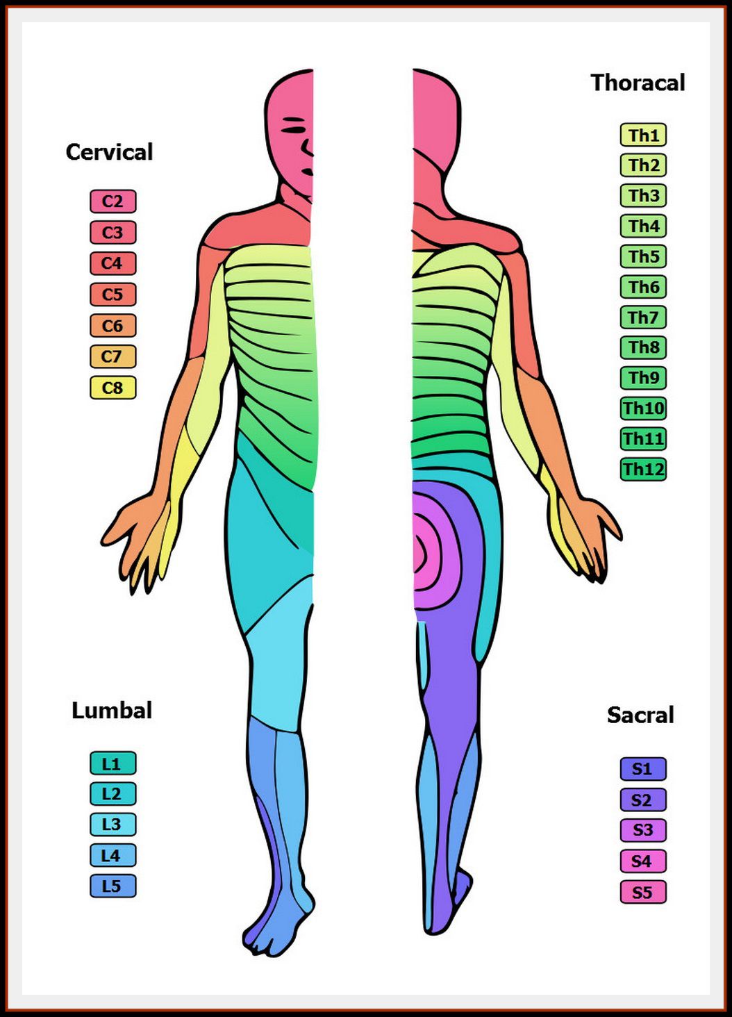 truthlady3: Dermatomes Dermal Segmentation