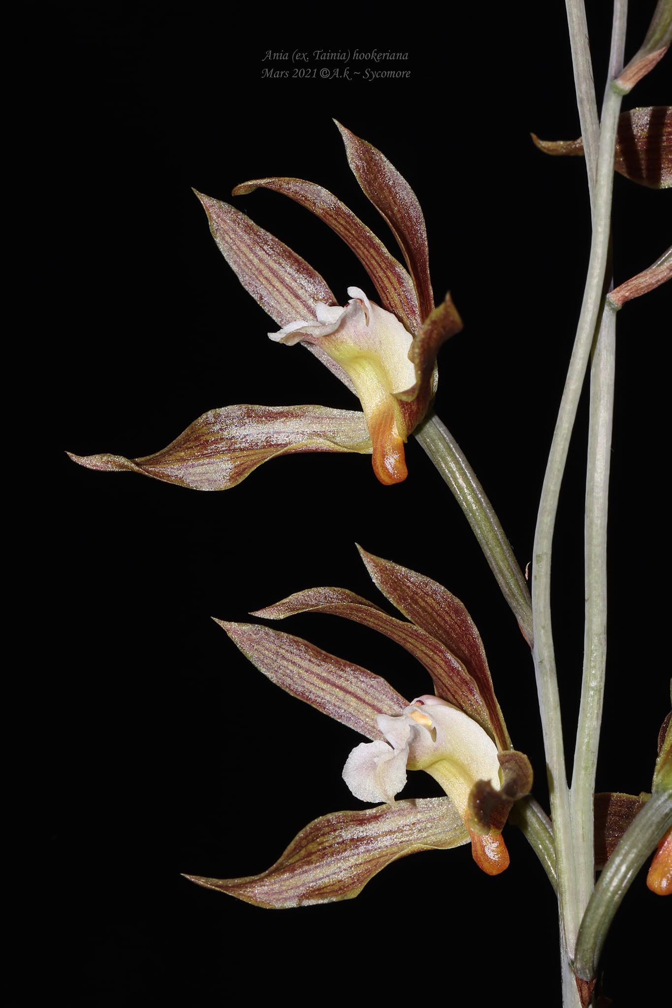 Tainia hookeriana King & Pantl.