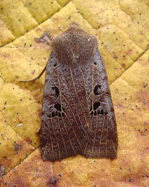Kent Moths Gallery: Black-spotted Chestnut