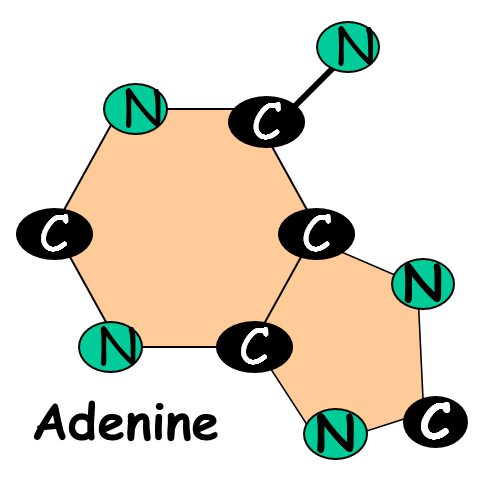 The Structure of DNA