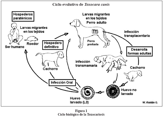 DEFINICIONES DE PARASITOLOGÍA - Mundo Animal