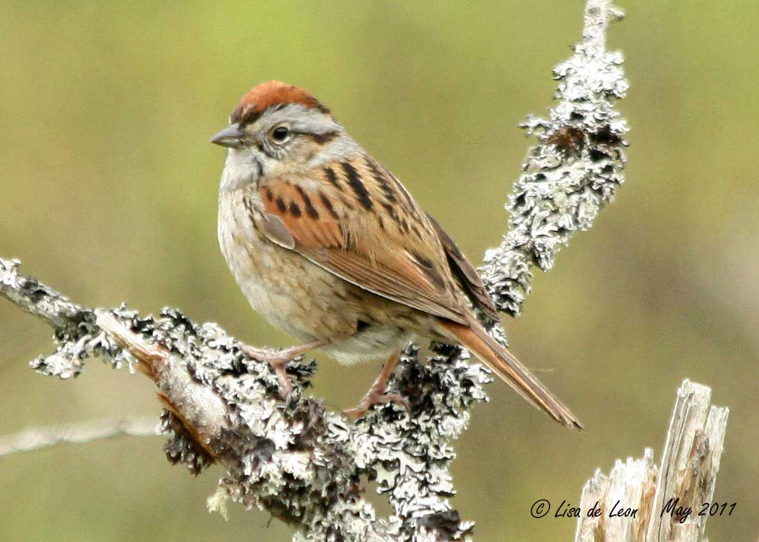 Birding with Lisa de Leon: Swamp Sparrow vs. Chipping Sparrow